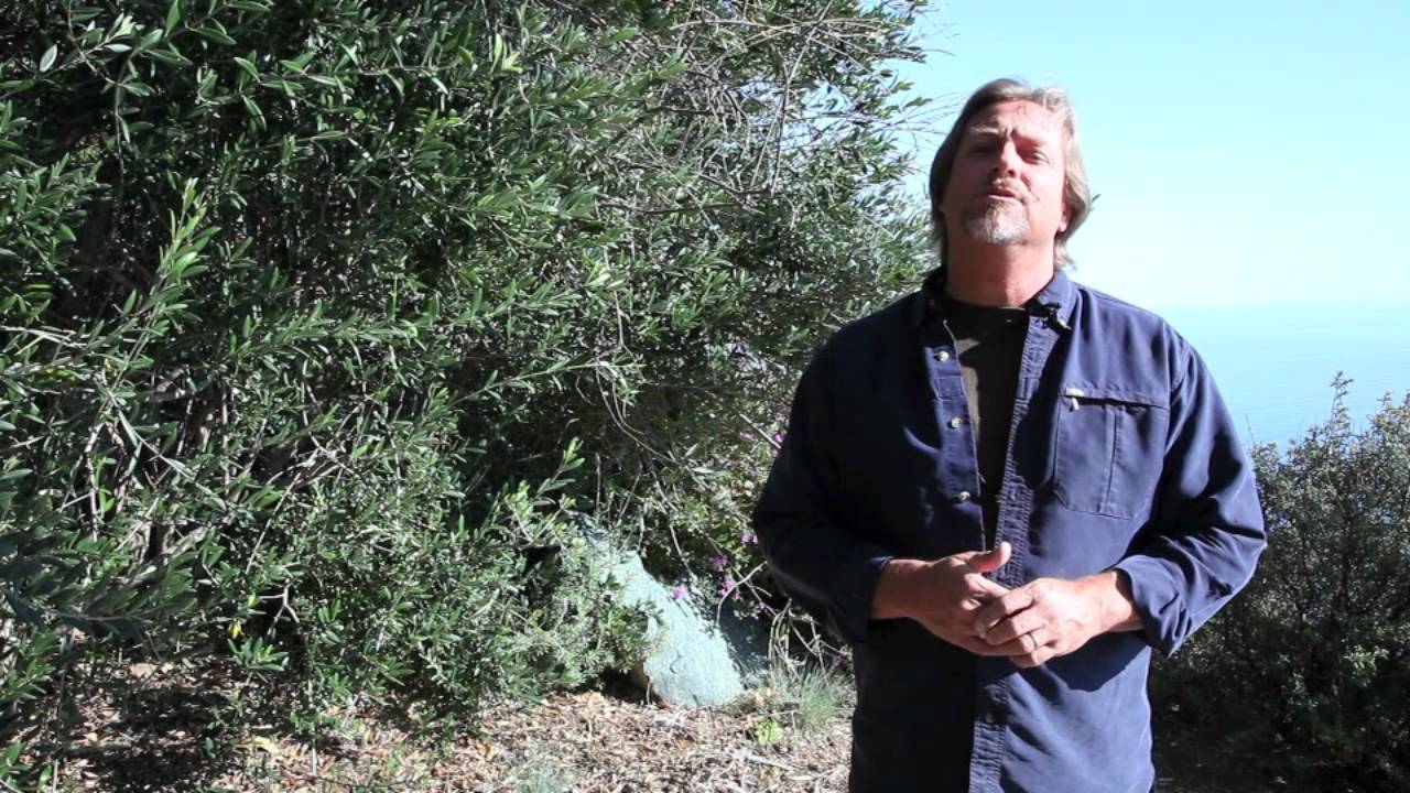 Jon Rasmussen Shaman part 2 - Return of the feminine - YouTube