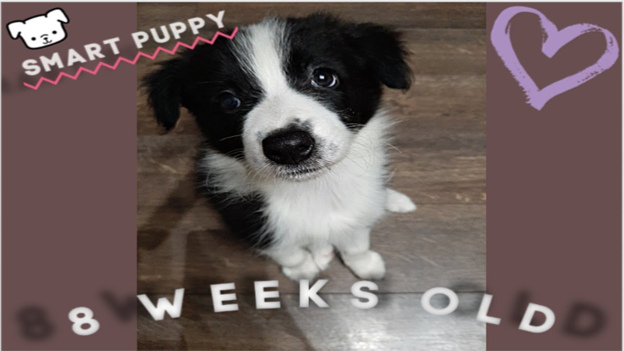8-week old Border Collie puppy tricks - YouTube