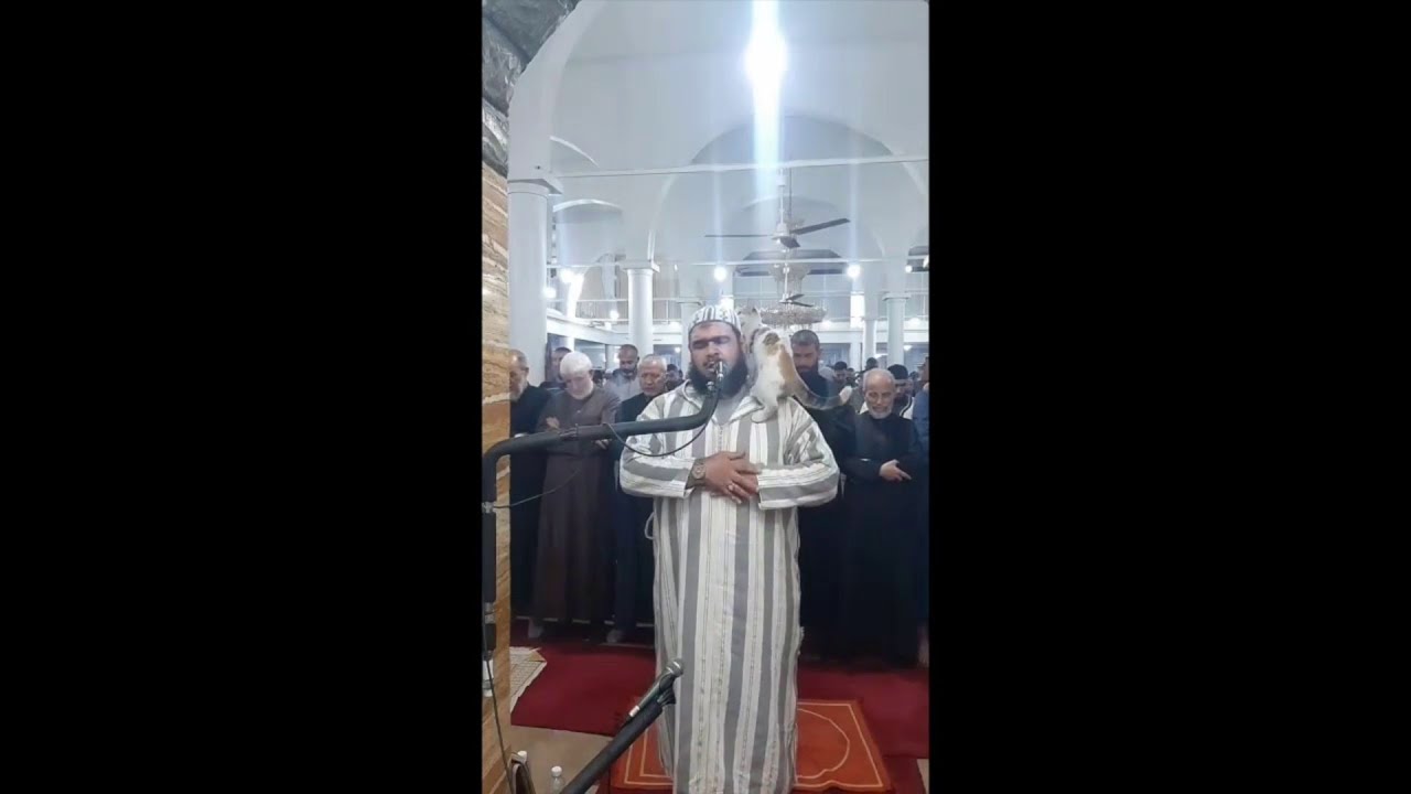 Cat climbs on imam during Ramadan prayers at Algerian mosque - YouTube