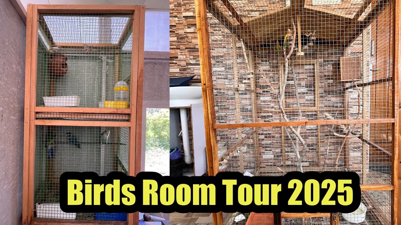 Birds Room Tour 2025|Birds Cage Sale 2025|Erode|AJL Aquarium |# ...