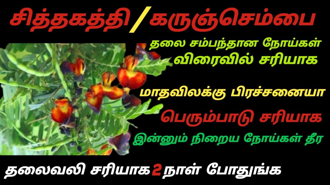 கருஞ்செம்பை/கருஞ்செம்பை பூ பயன்கள்/sithagathi poo benefits/karunchembai ...