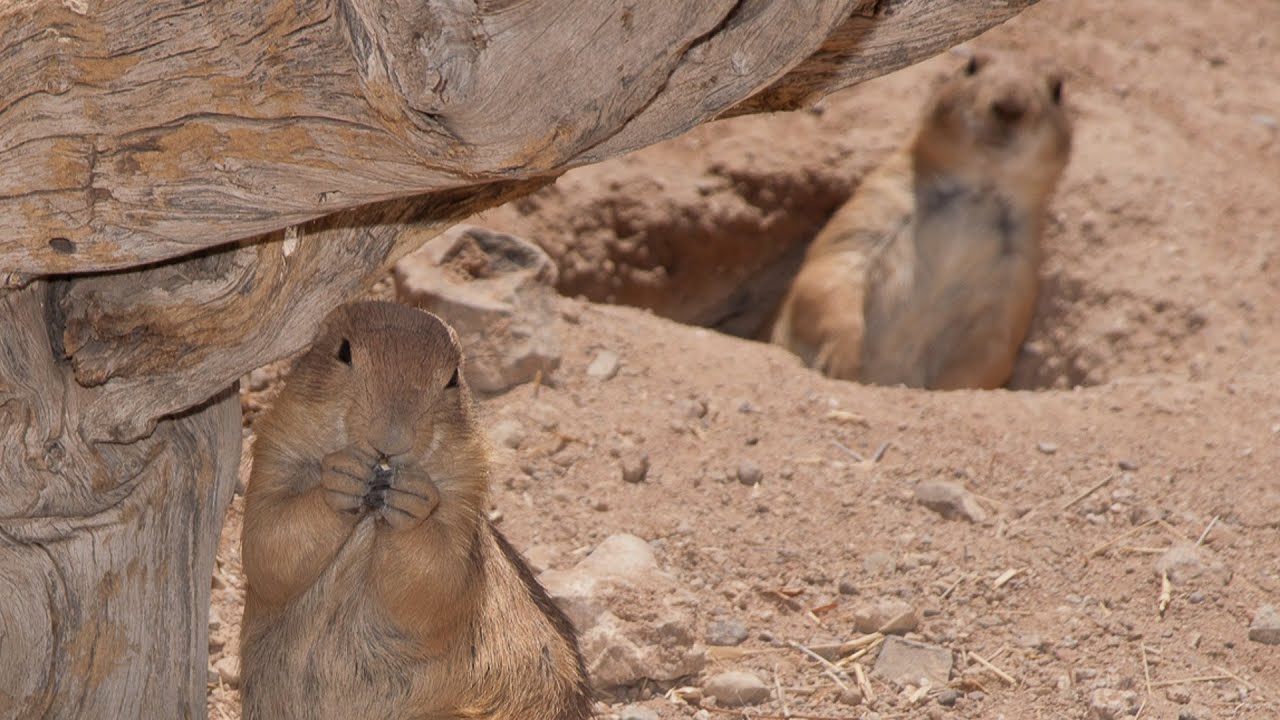 Prairie Dogs of the Sonora Desert - YouTube