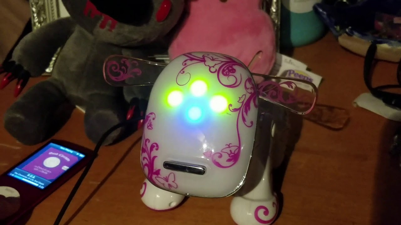 iDog AMP'D rocking out to good charlotte! - YouTube