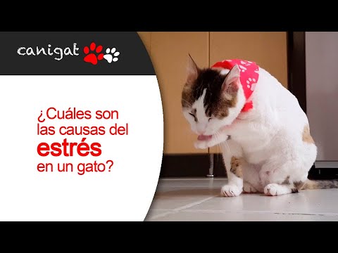 ¿Cuáles son las causas del estrés en un gato? 😺😺 consejos veterinarios ...