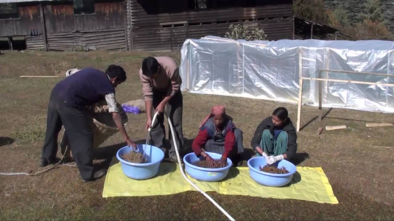 Kutki Harvest at Chanyara Farm, November 2009 - YouTube