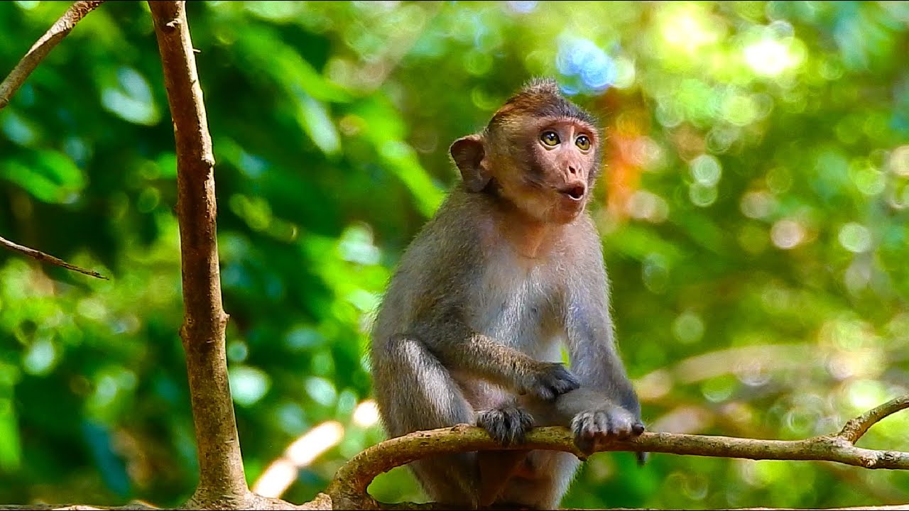 Young Monkey JoJo Screaming Out Loudly Real Pitiful Monkey | Primate ...