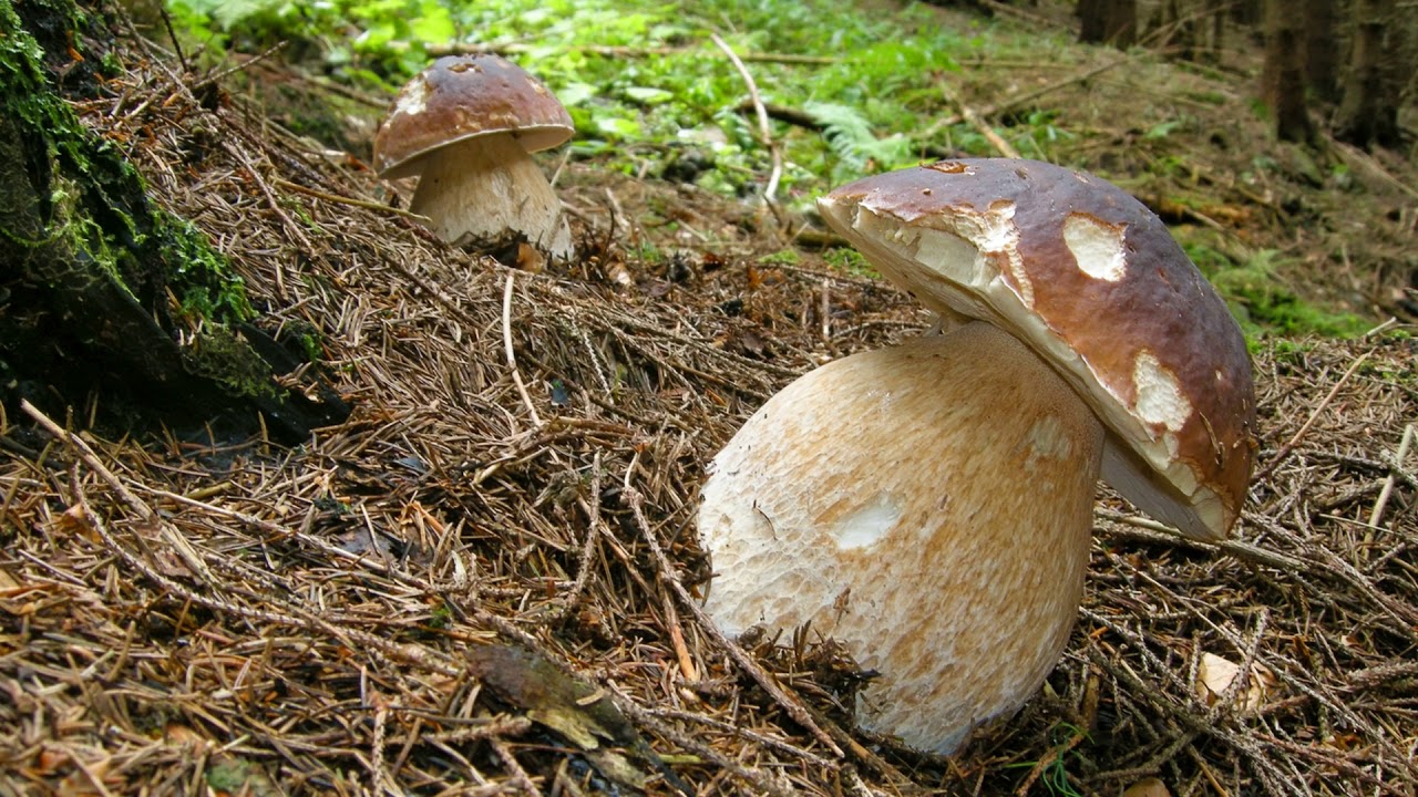 Білі гриби для тебе! #1 - YouTube