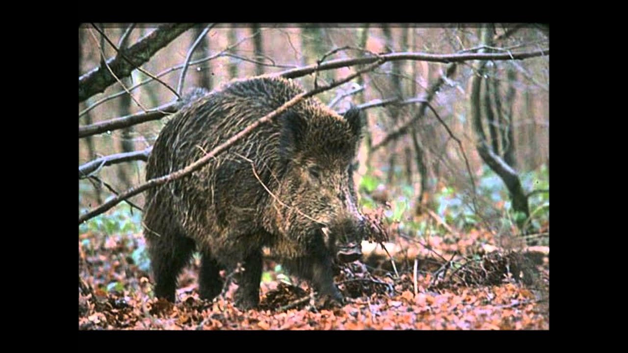 ΤΟ ΤΡΑΓΟΥΔΙ ΤΩΝ ΓΟΥΡΟΥΝΑΔΩΝ - YouTube