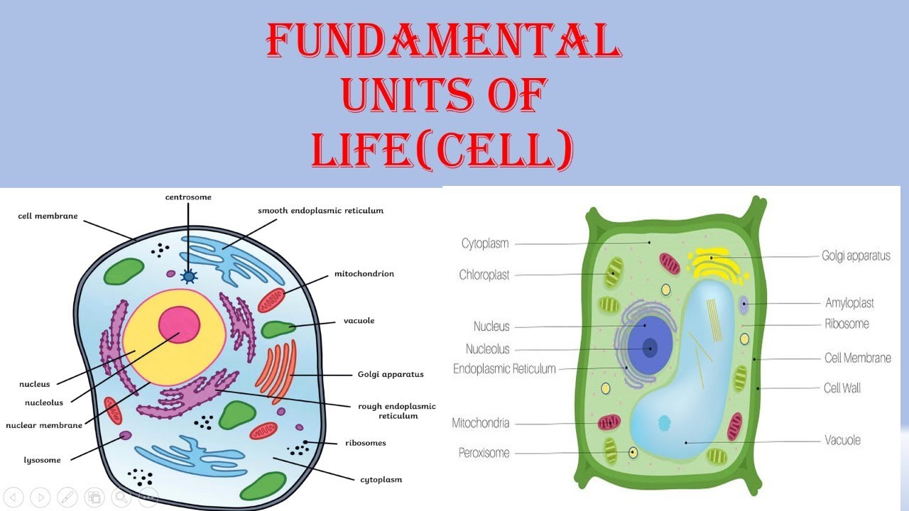 FUNDAMENTAL UNITS OF LIFE (CELL) - YouTube