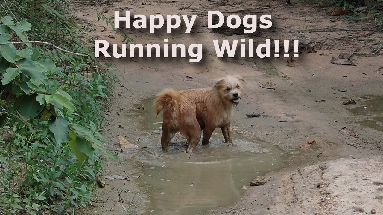 Happy Dogs Running Wild - YouTube
