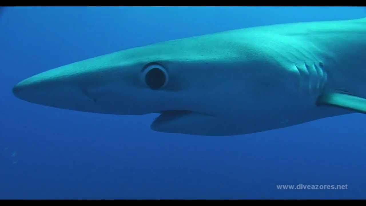 Diving with Blue Sharks - Azores - Mergulho com tubarões nos Açores ...