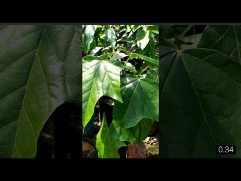 TANAM POHON MUNCANG KEMIRI PENDEK TAPI RIMBUN - YouTube