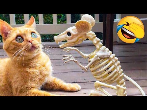 Funny Cat with fight Rat body l funny cats l funny animals l comedy ...