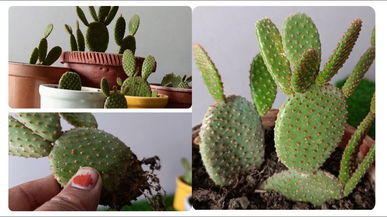 Bunny Ear Cactus (Opuntia) Leaf Propagation || (Easy and detailed steps) - YouTube
