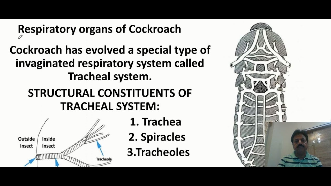 Respiratory organs of Cockroach (In Urdu) / First Year / Chapter 13 ...