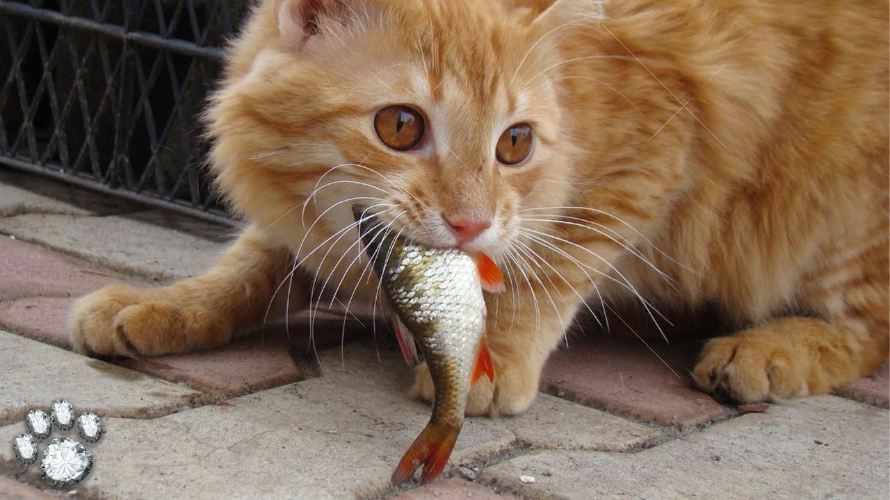 A Cat Stole a Rotten Fish From a Salesman When He Gave It to a Customer ...