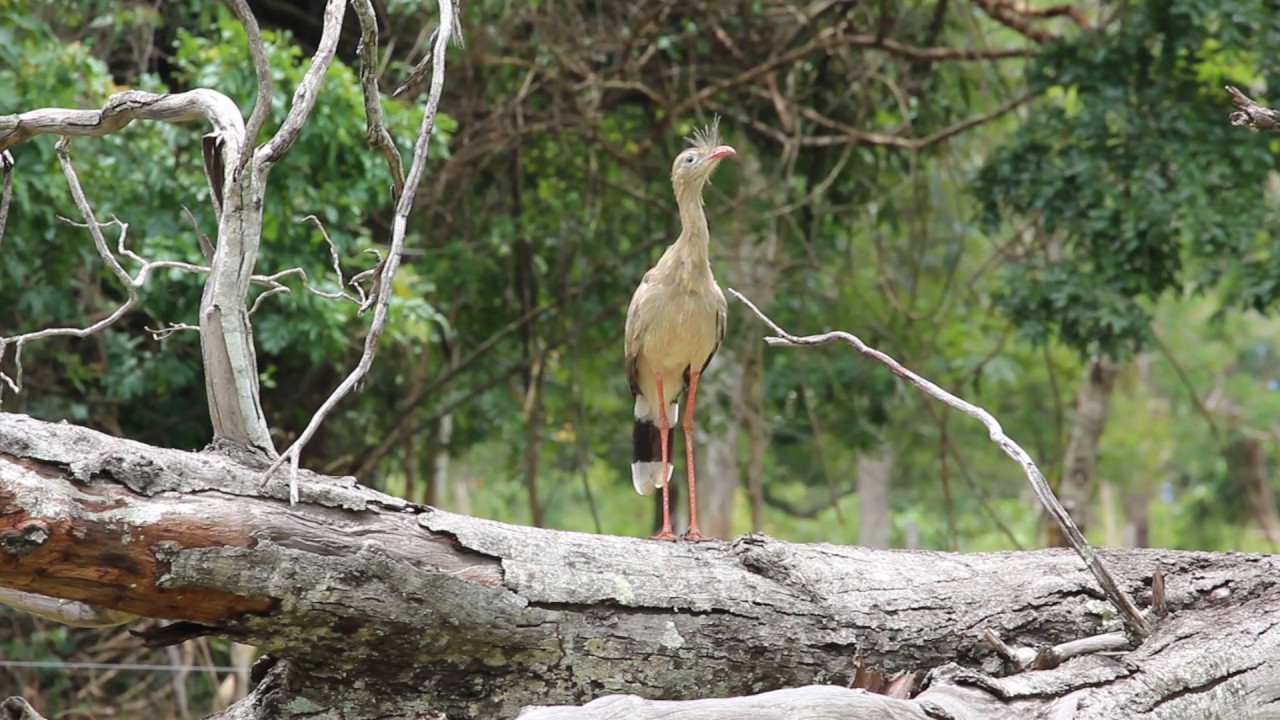 Seriema - Red-legged Seriema - Cariama cristata - cantando - singing ...