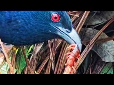 Burung bubut bersarang di sawit mati ber anak dua bayi bubut - YouTube