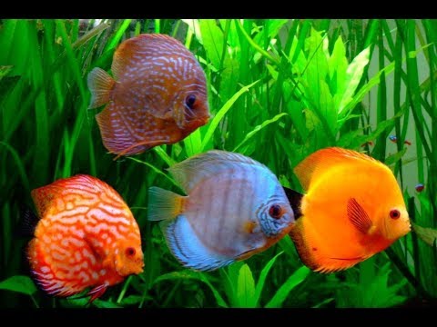 BEST DISCUS FISH VARIETIES | Discus Fish for your Freshwater Aquarium ...