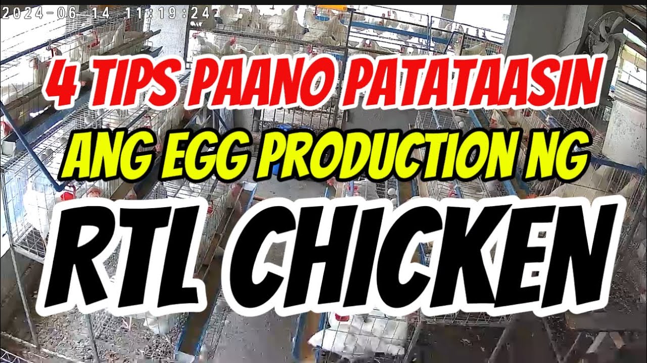 4 GREAT TIPS ON HOW TO INCREASE OUR RTL CHICKEN EGG PRODUCTION - YouTube