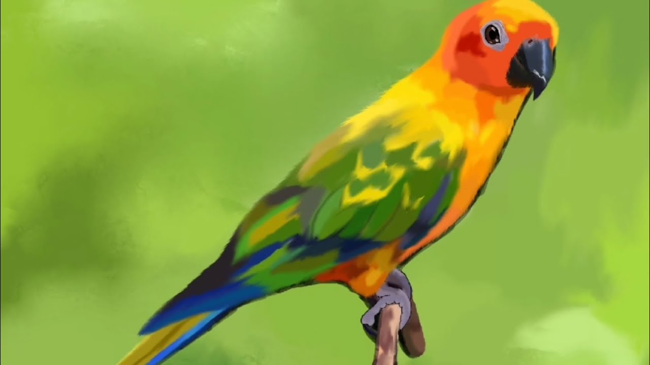 Sun Conure drawing (timelapse) - YouTube