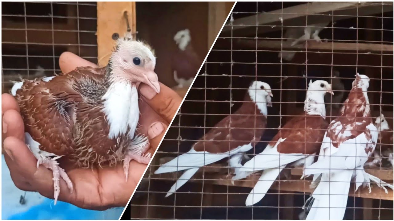 КАБУТАРЛАР УЧМА КИЗИЛ ХАККАЛАР 70та 📞979940029 UCHMA KABUTARLAR QIZIL ...