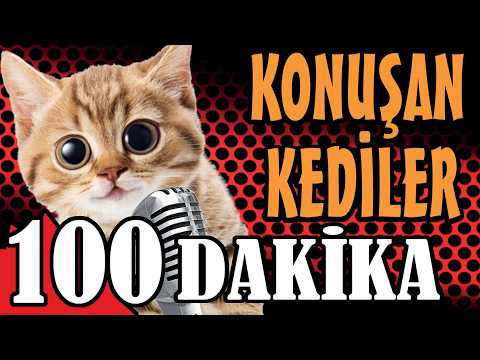 Konuşan Kediler 100 Dakika - Sinema Tadında En Komik Kedi Videoları 6 - Pati TV