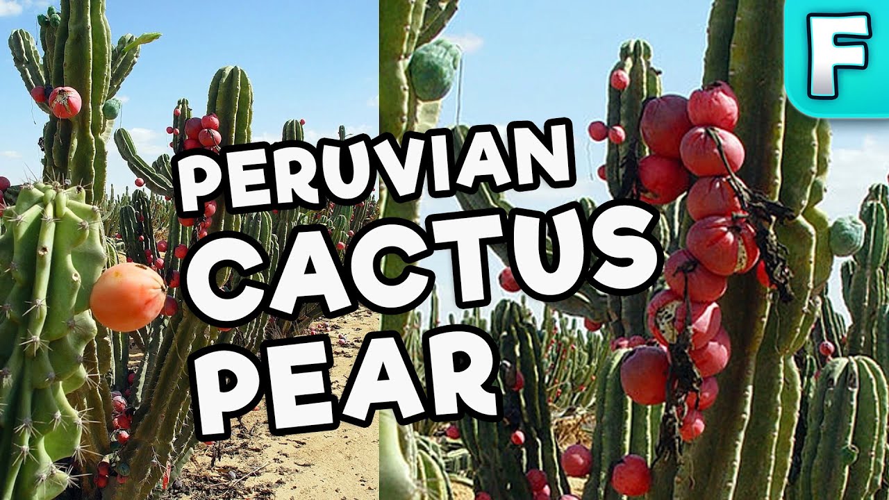 Peruvian Apple Cactus Fruit | Fruits You've Never Heard Of - YouTube