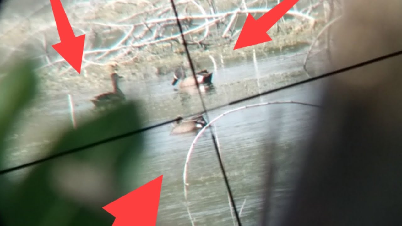 😁Asi consiguen su comida estos patos 💯💯cazando patos maiceros con rifle ...