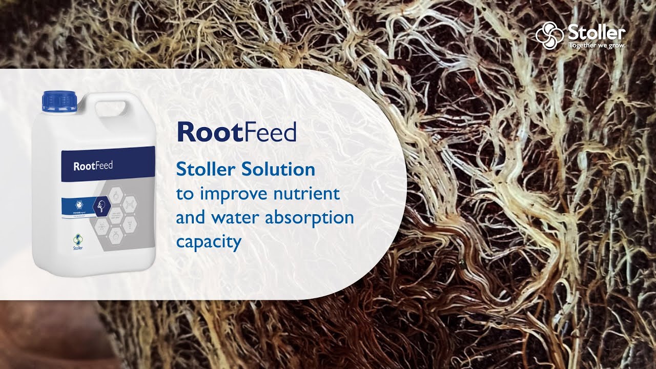 RootFeed | Improve nutrient and water absorption capacity - YouTube