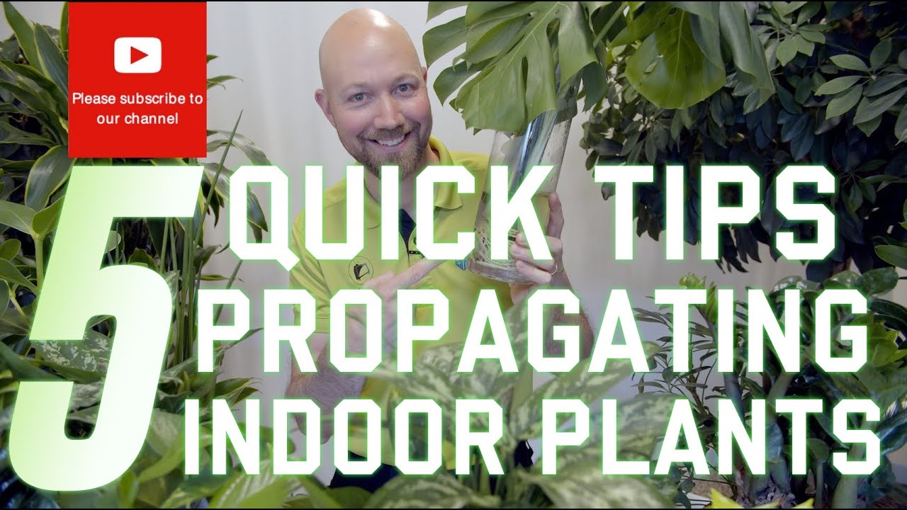 5 Quick tips on Propagating indoor plants - YouTube