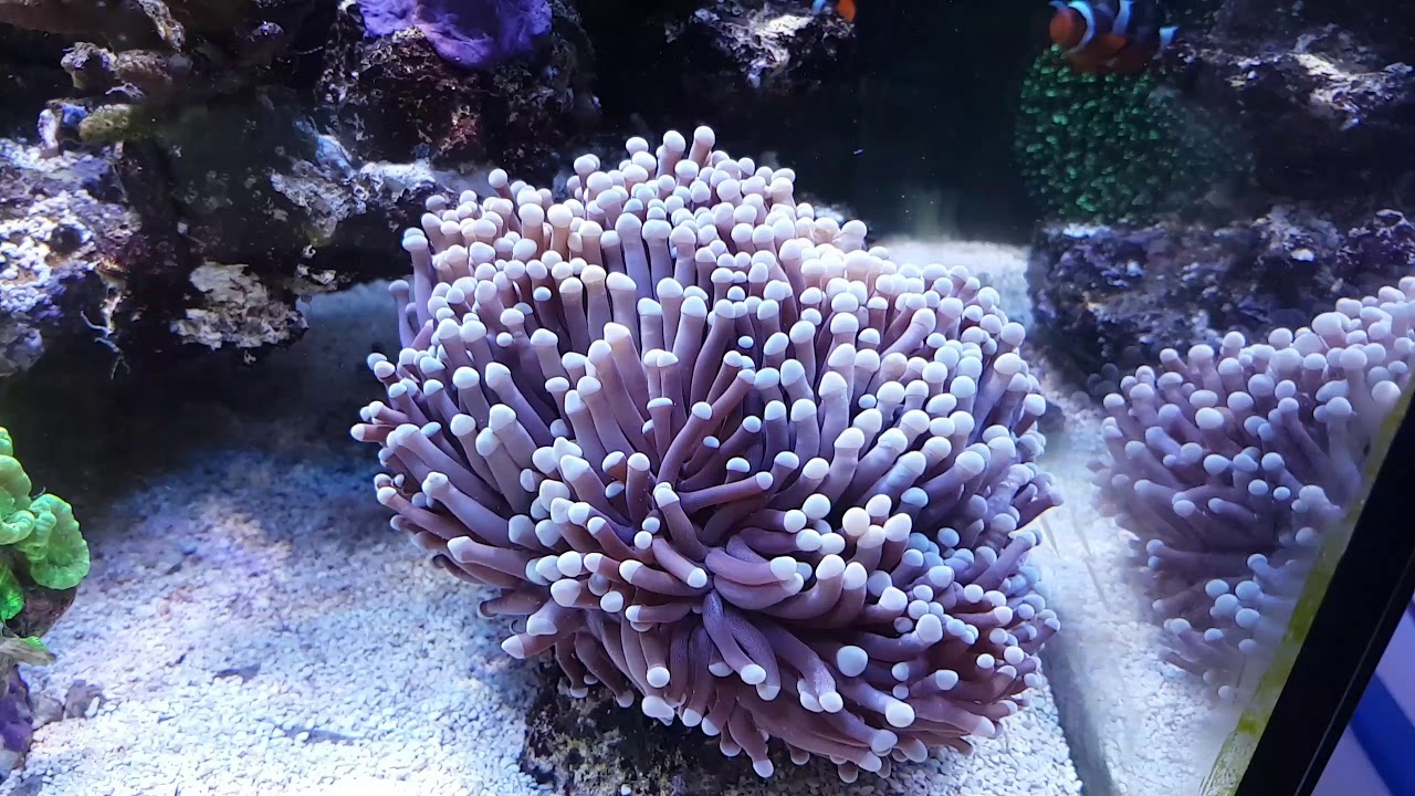 Red Sea Reefer 170 - YouTube