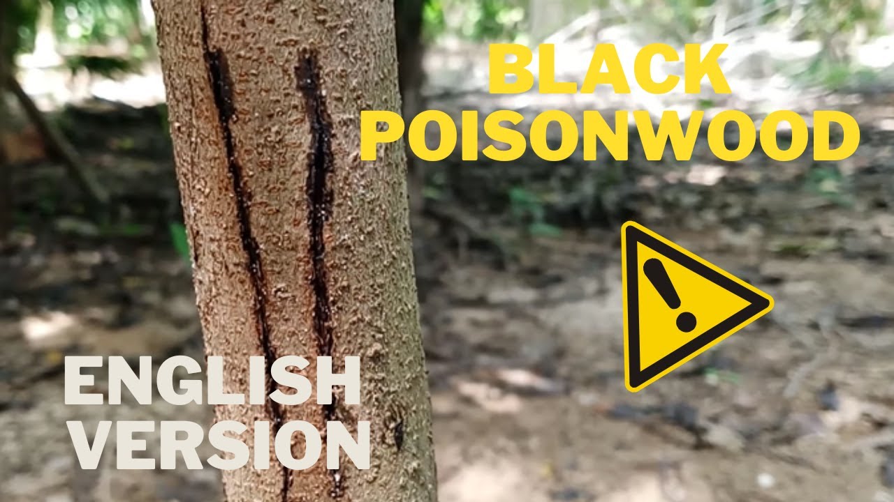 Black poisonwood - Chechen - Metopium brownei - YouTube