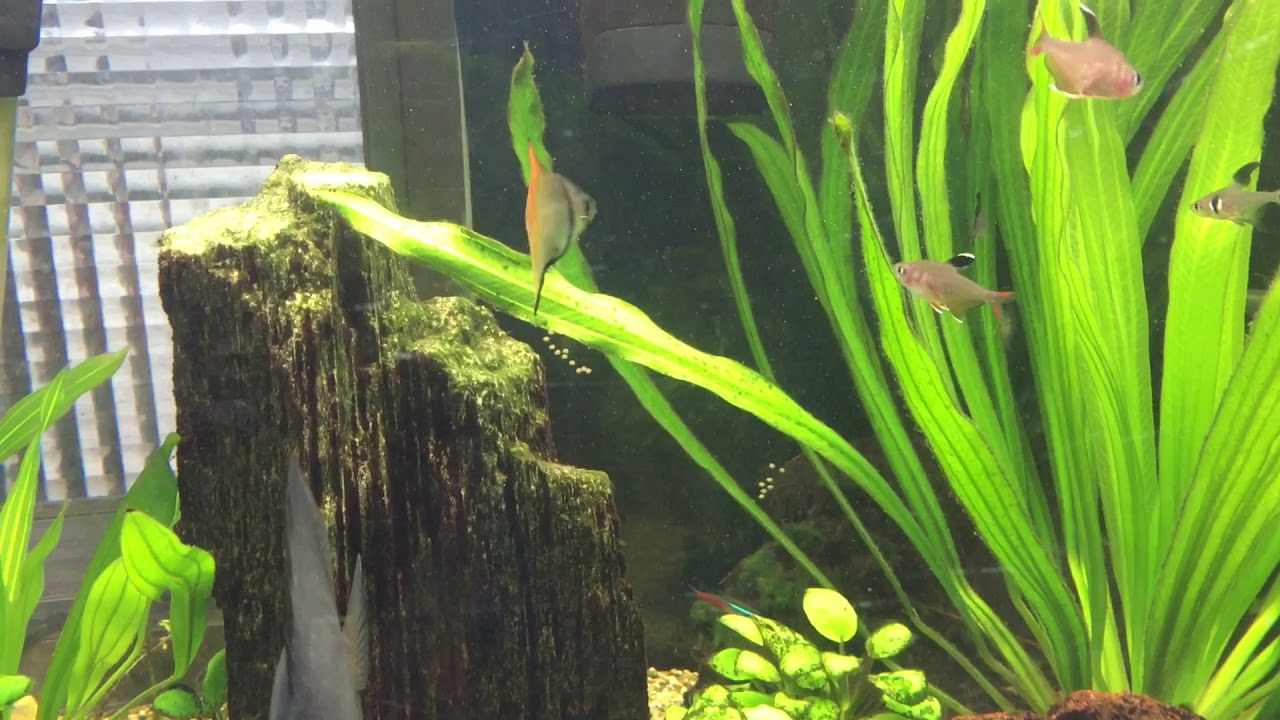愛魚 ️ 金鯧Monodactylus argenteus 石美人Rainbowfish七彩 Discus 天然水草缸 NPT - YouTube