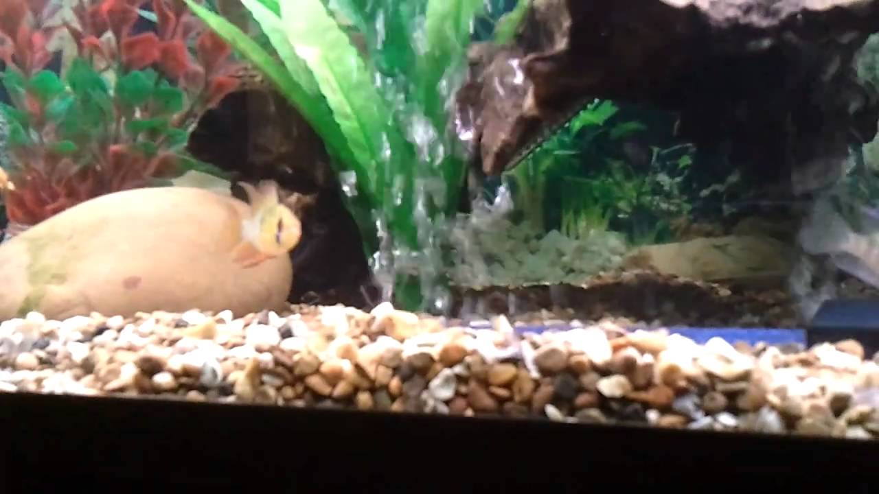 Fluval roma 240 tropical Aquarium pt 2 - YouTube