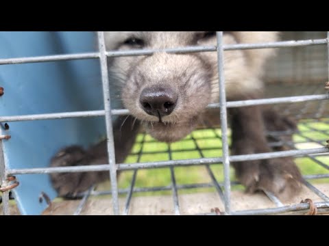 Rescuing fox pups from a fur farm - YouTube