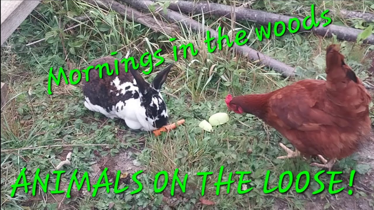 So many birds everywhere! Can't wait till we have more! 🥰 What animal ...