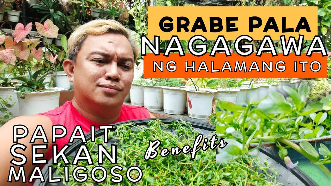 GRABE PALA ANG NAGAGAWA NG HALAMANG ITO! | SEKAN /PAPAIT/ SARSALIDA ...