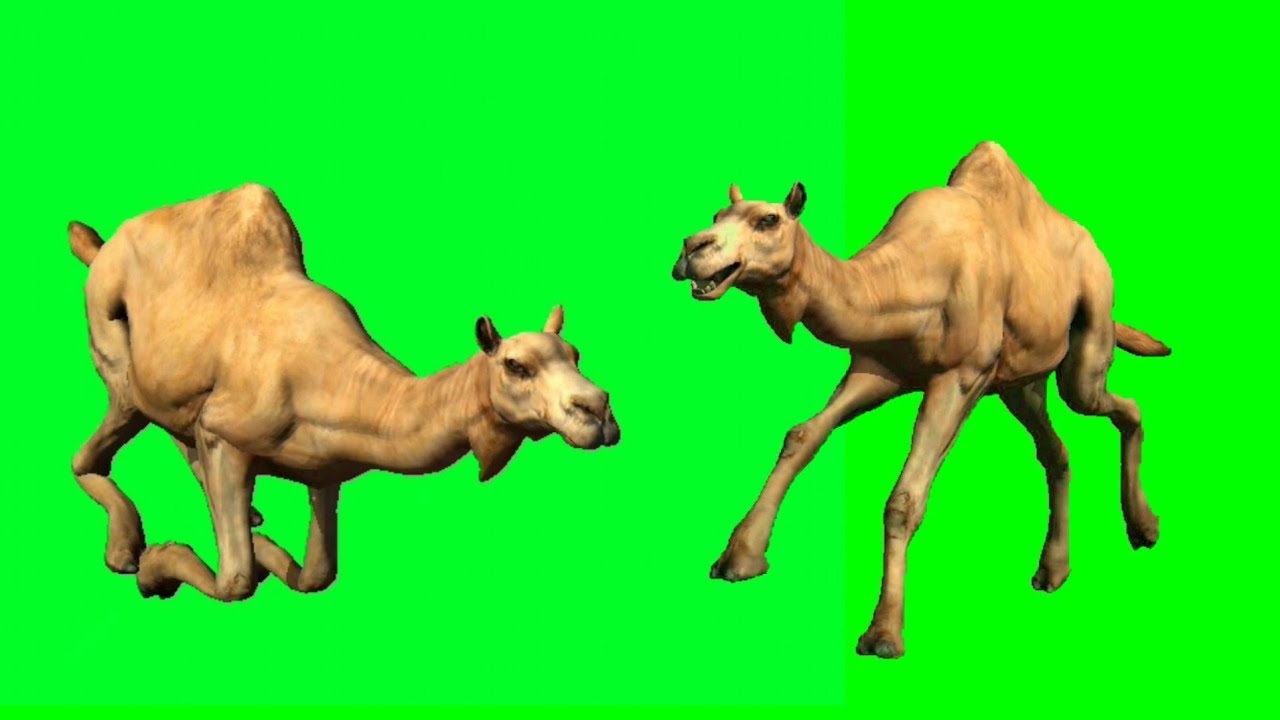 camel green screen video | camel top 5 move green screen | camel ...