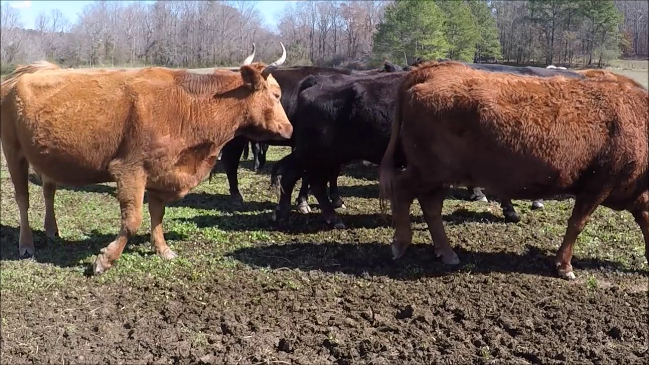 Life on the Farm harrowing and sowing the field - YouTube