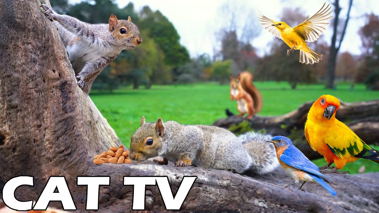 CAT TV ENTERTAIN YOUR CAT 😻 Hang Out with Squirrel And Bird In The ...
