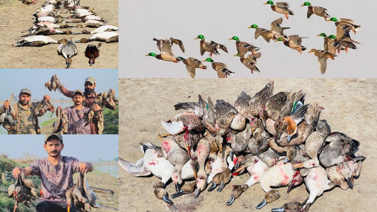 new video duck hunting 2025 ka satawa shikar in pakistan good shoting ...