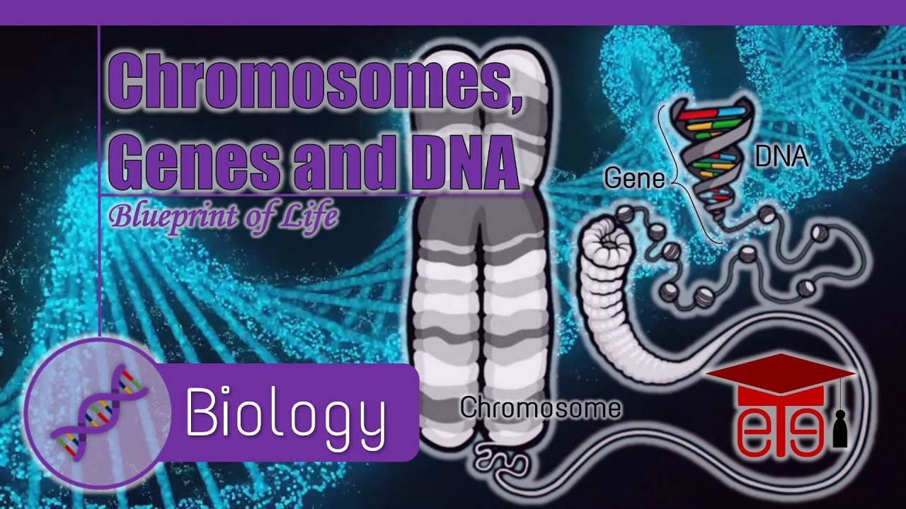 Chromosomes, Genes and DNA || Biology Lower Secondary - YouTube