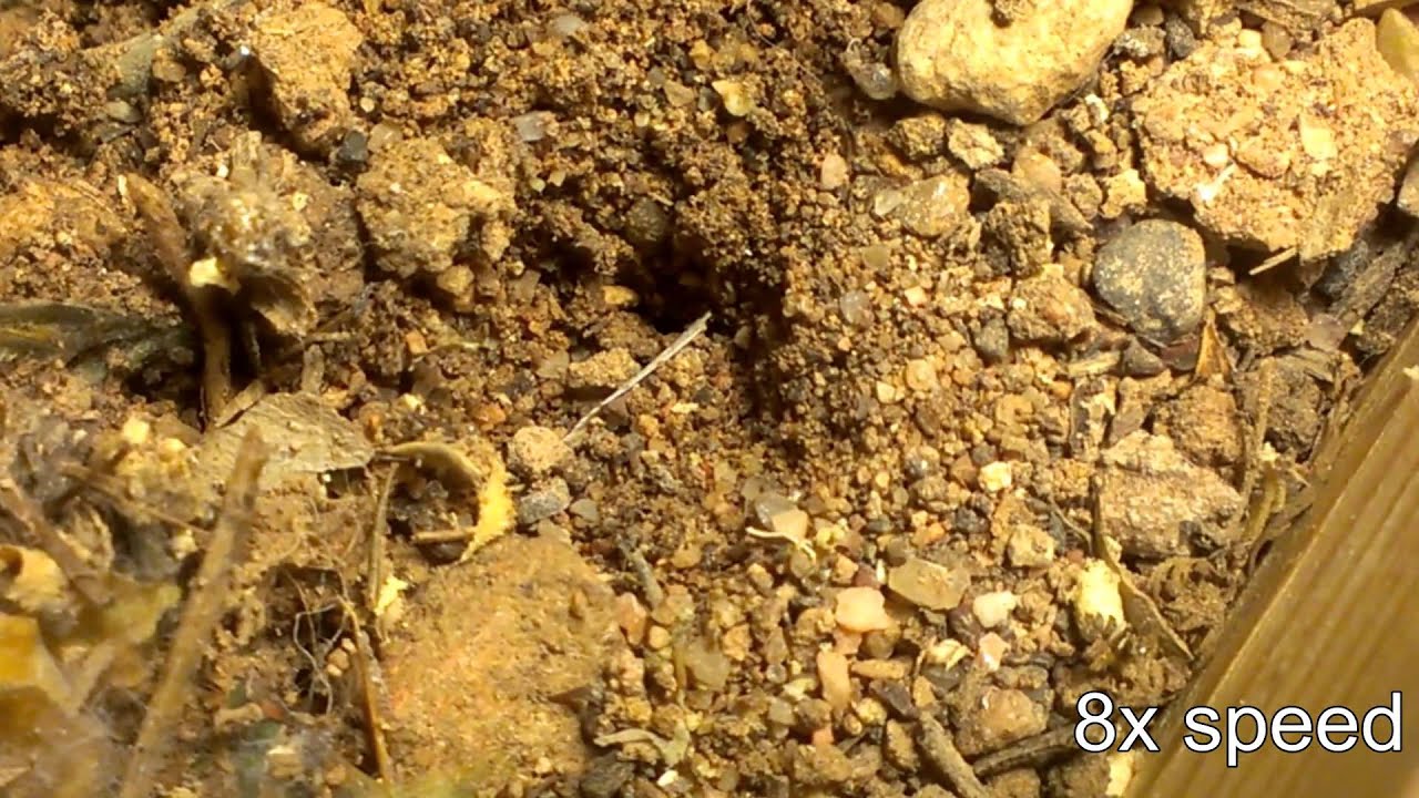 Burrowing Beetle - YouTube