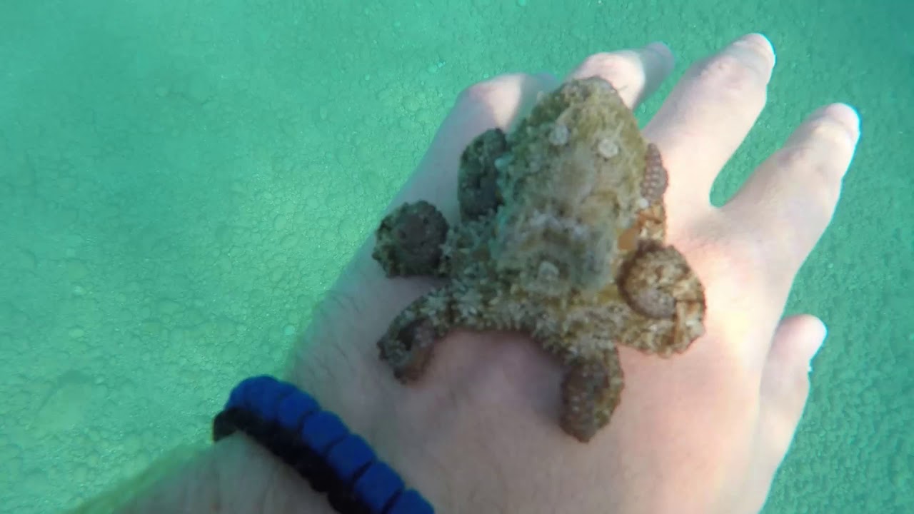 Finding a hidden Octopus | Catch a tiny Octopus | Playing with an ...