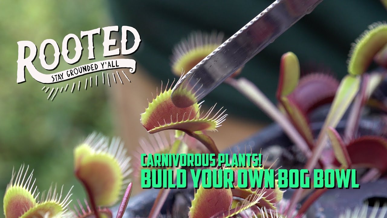 Carnivorous plants! How to build your own Bog Bowl with horticulturist ...