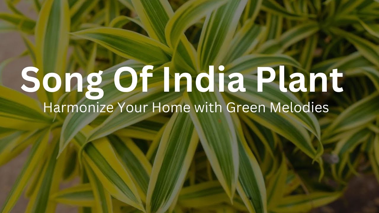 Song Of India Plant - Harmonize your home with the green melodies of ...