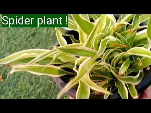 Spider plant care in summer | Grow and care spider plant in pot | Spider plant grow in water ...