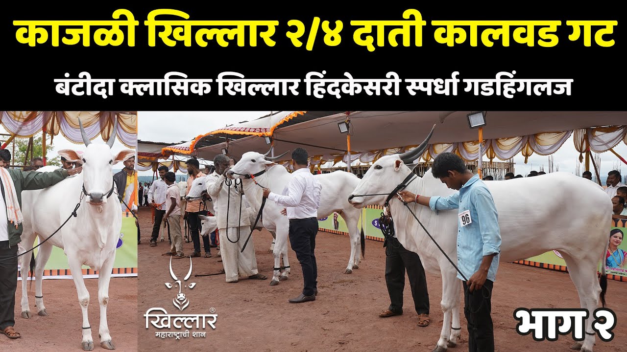 काजळी खिल्लार 2-4 दाती कालवड गट - भाग 2 | बंटीदा क्लासिक खिल्लार ...