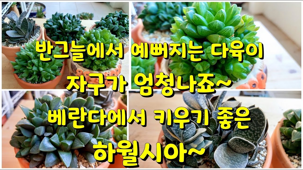 아파트베란다에서 키우기 좋은 다육이~ 자구들까지 바글바글 내주는 다육이죠~ 반그늘에서 더 예뻐지는 하월시아 ㅎ Youtube